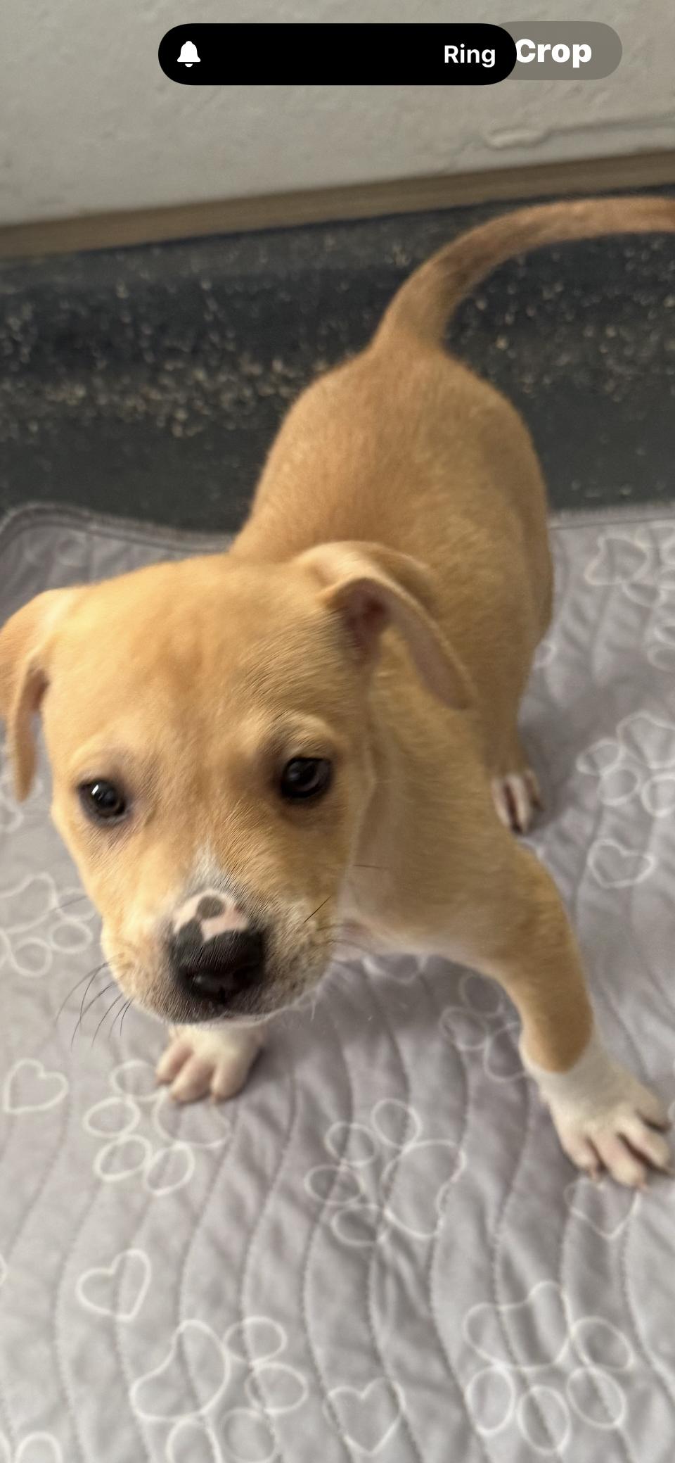 Dog for adoption - Sugar, a Boxer & Labrador Retriever Mix in Hoffman ...