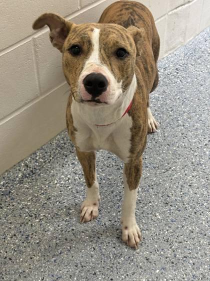 Dog for adoption - Binky (151098), a Pit Bull Terrier Mix in Baton ...