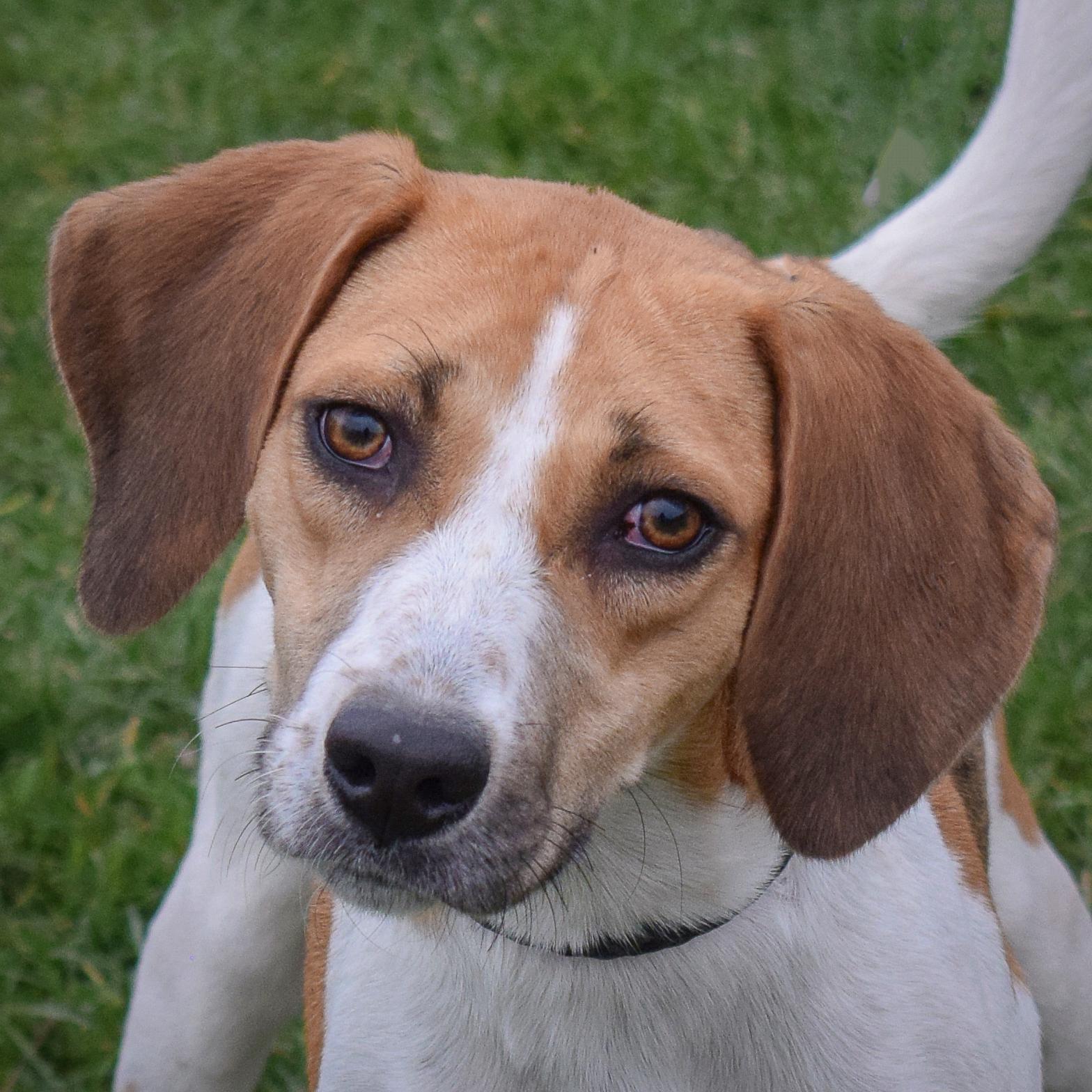 Dog for adoption - Dottie, an American Foxhound & Beagle Mix in Huntley ...