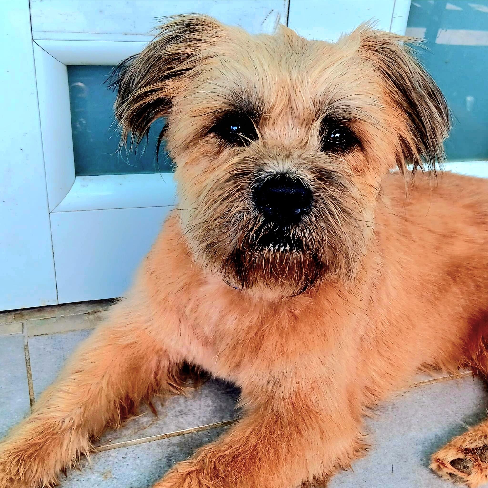 Dog for adoption - SANDOR, a Border Terrier Mix in New York, NY | Petfinder