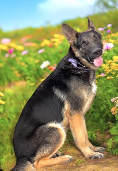 Dog for adoption - Ennis, a German Shepherd Dog in Clive, IA | Petfinder