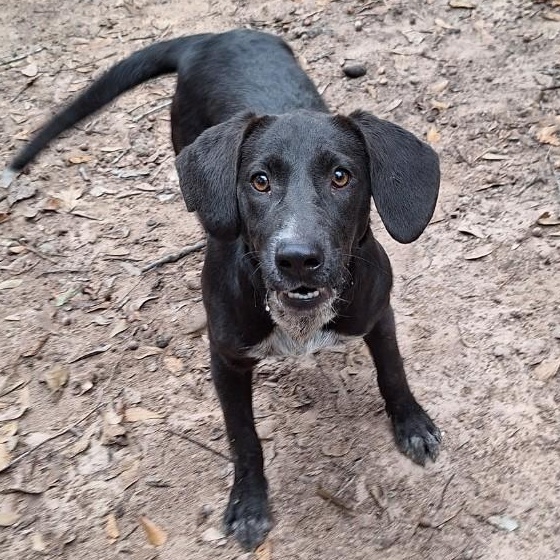 Dog for adoption - Meela, a Dachshund & Beagle Mix in Jackson Township ...