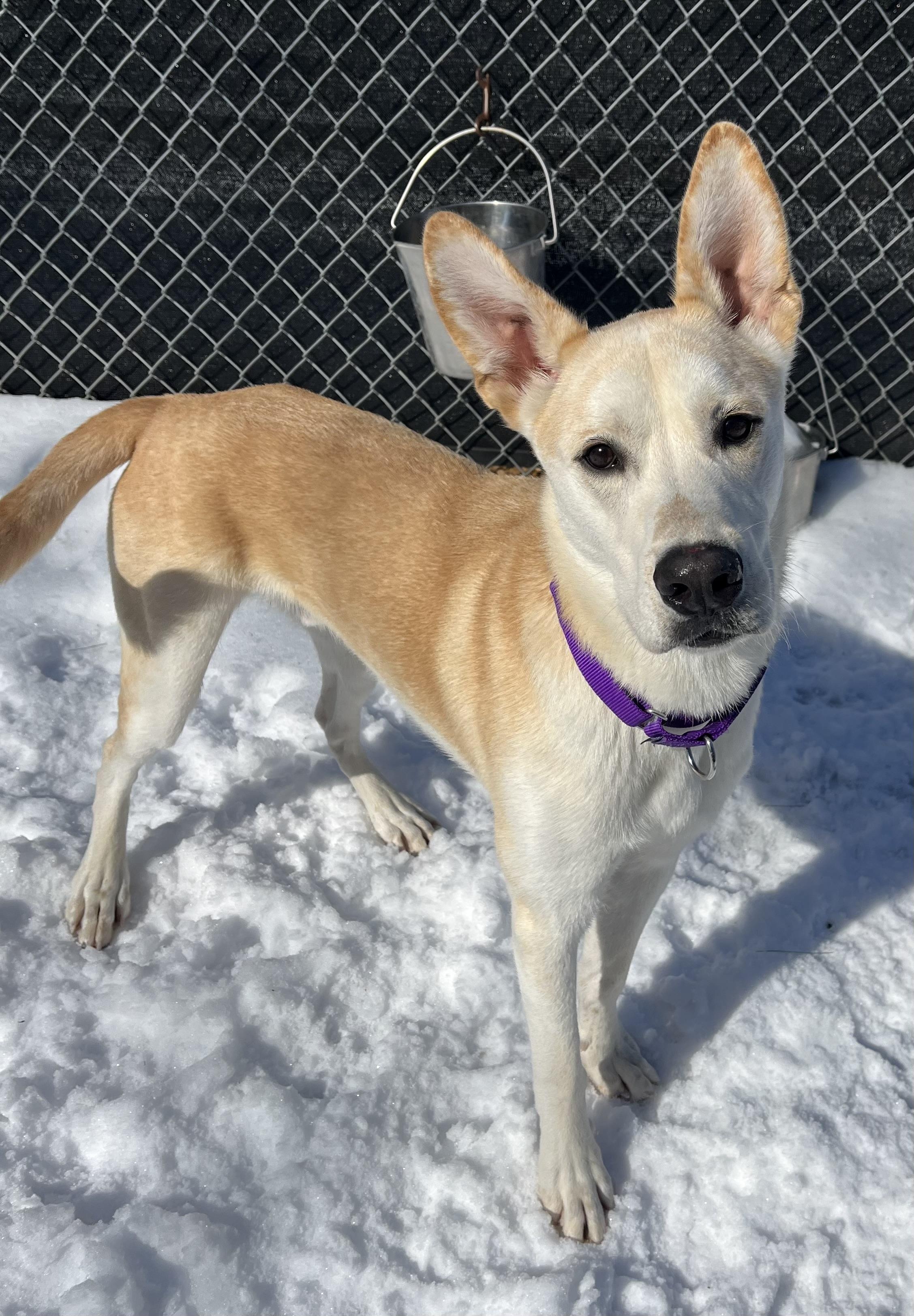 Dog for adoption - Mocha, a Mixed Breed in Sudbury, MA | Petfinder