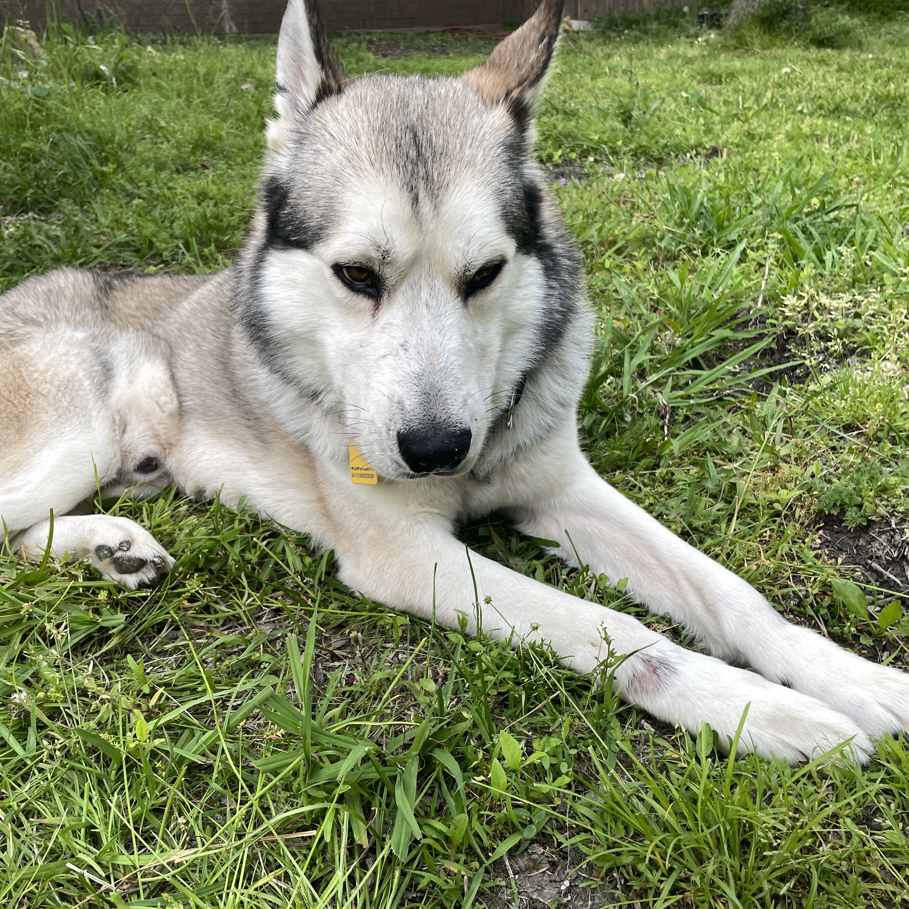 Dog for adoption - Stanley, a Siberian Husky in Harrison, ME | Petfinder