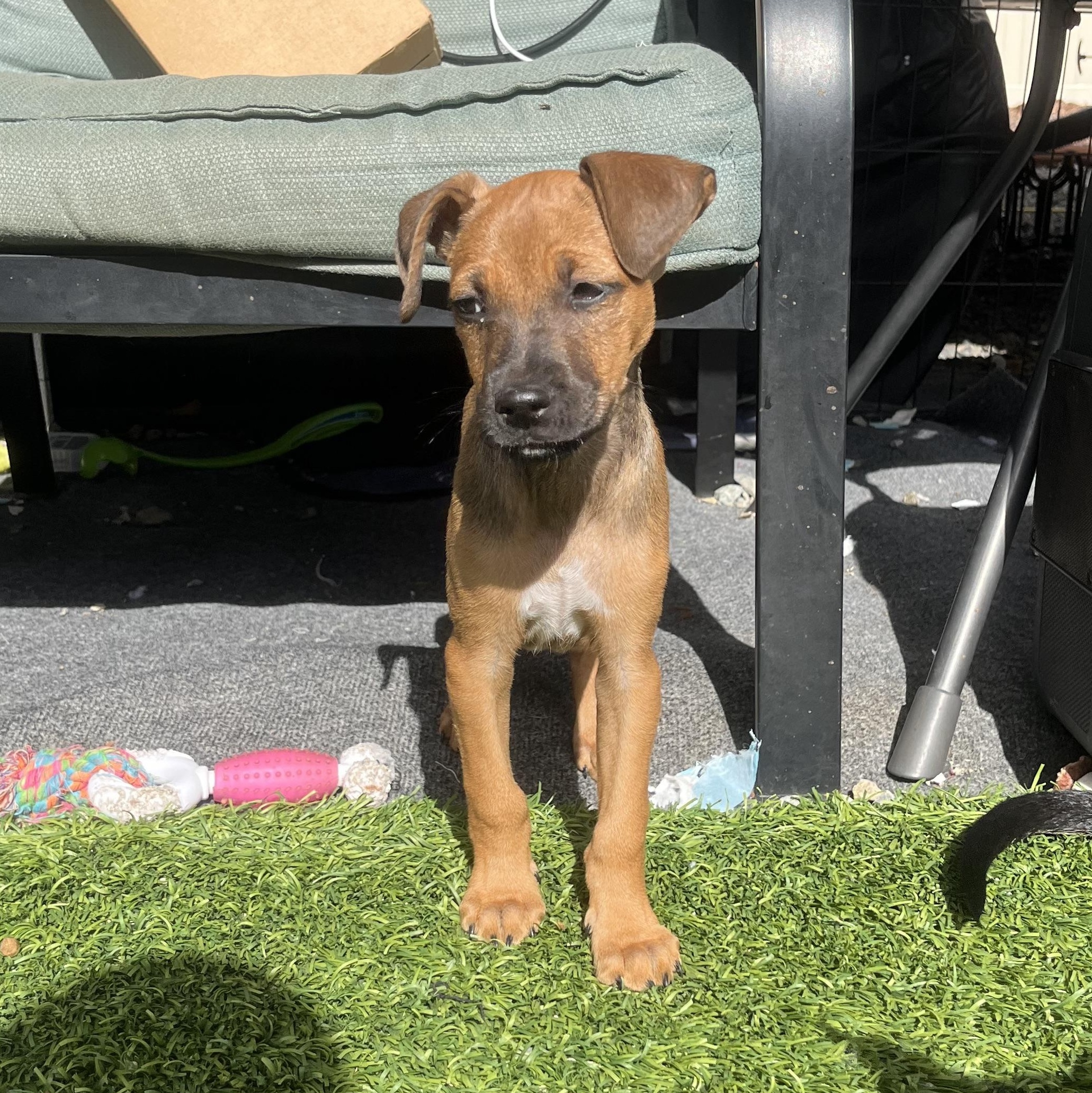 Dog for adoption - Oscar, a Mixed Breed in Puyallup, WA | Petfinder