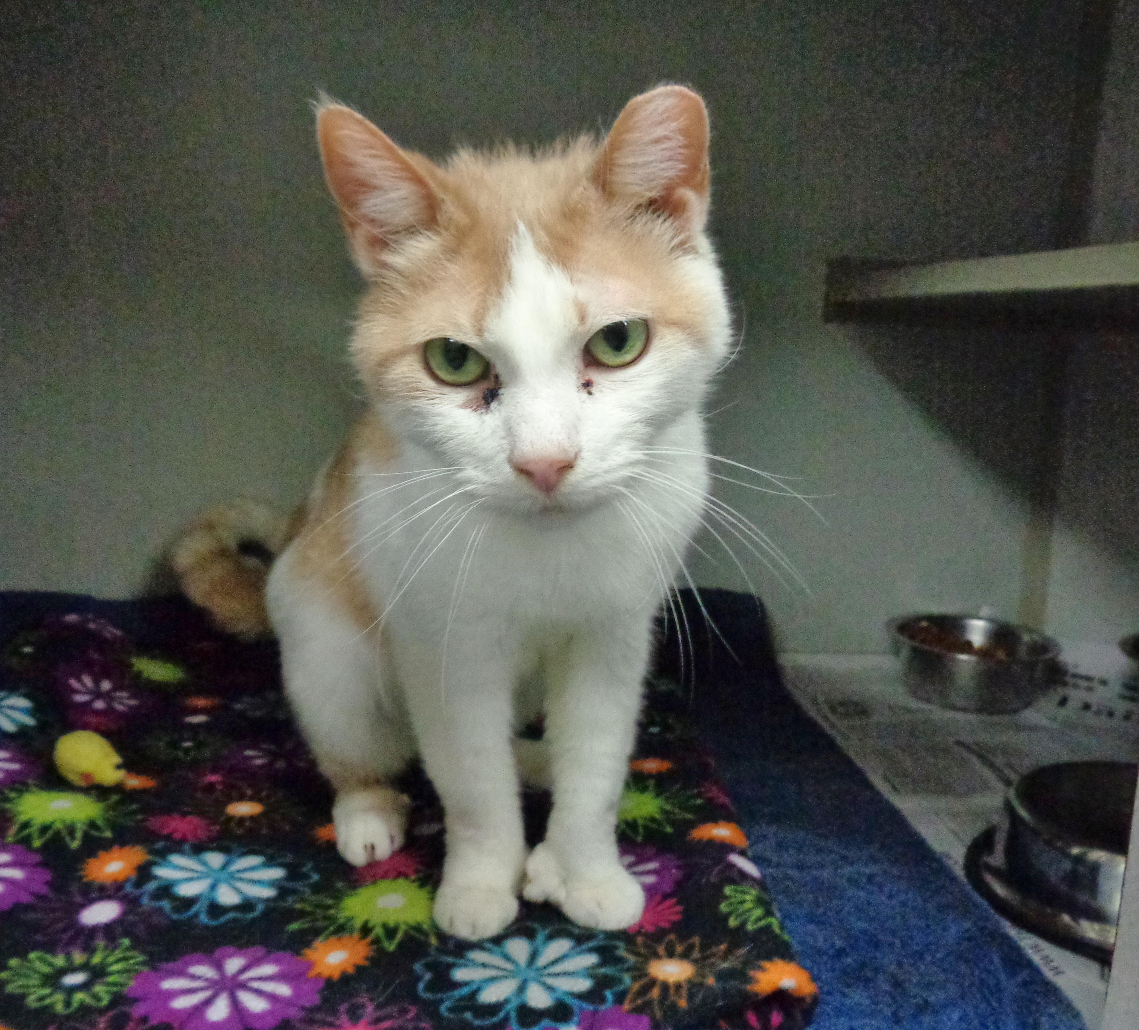 Cat for adoption - RHODE ISLAND - Extra Toes, an Extra-Toes Cat ...