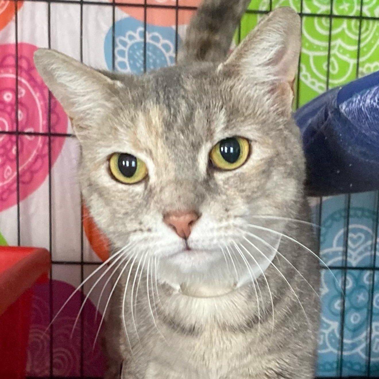 Cat for adoption - Solange the sweetie!, a Domestic Short Hair in ...