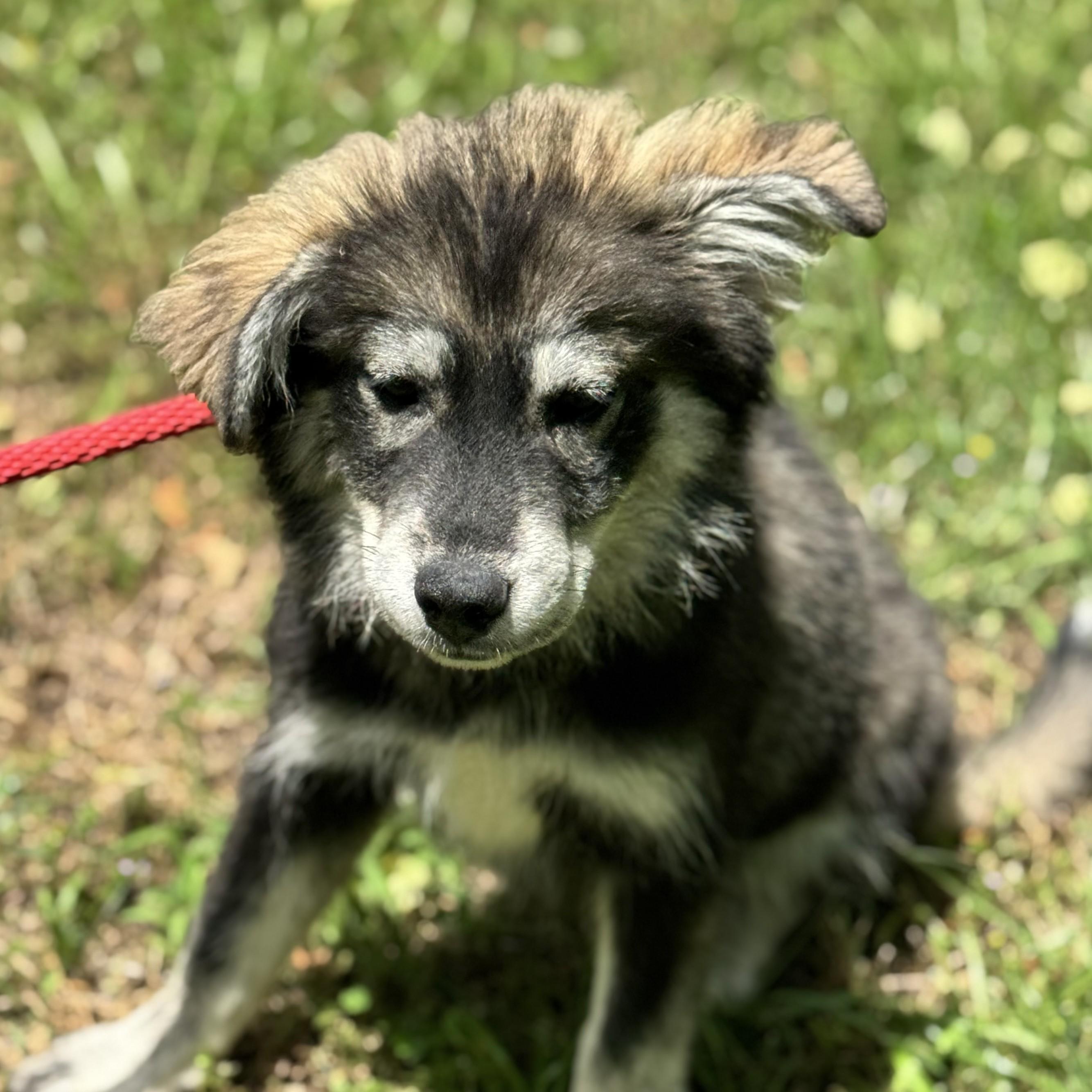 Dog for adoption - Astra, a Husky Mix in NEWTOWN, PA | Petfinder
