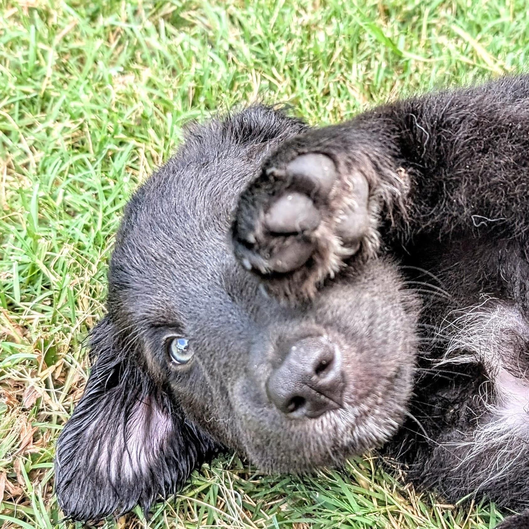 Dog for adoption - Buzz, a Labrador Retriever Mix in White Marsh, MD ...