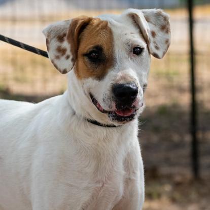 Dog for adoption - Wishbone JuM, a Beagle & Bull Terrier Mix in ...