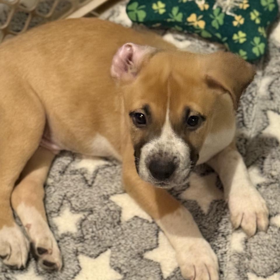 Dog for adoption - Scrappy, a Shepherd & Boxer Mix in Baltimore, MD ...