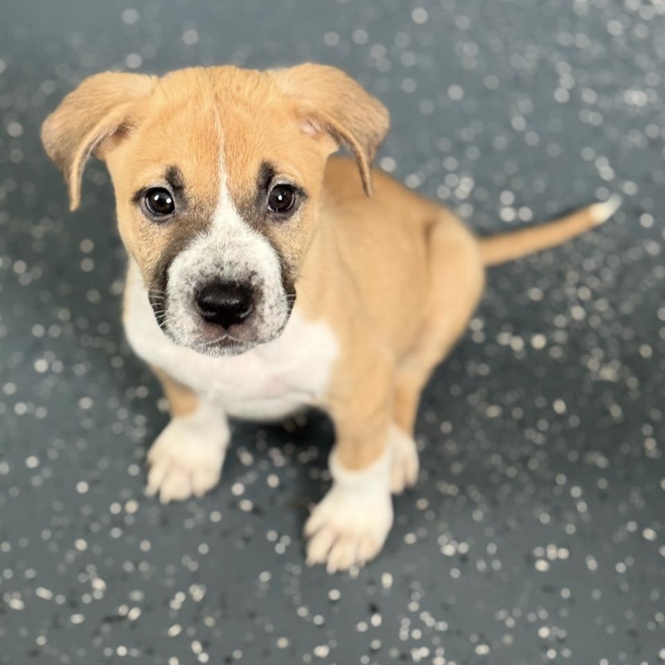 Dog for adoption - Scrappy, a Shepherd & Boxer Mix in Baltimore, MD ...