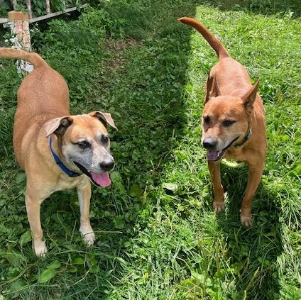 Dog for adoption - Baby and Sunshine PERFECT DOGS!! CALM TEMPERAMENTS ...
