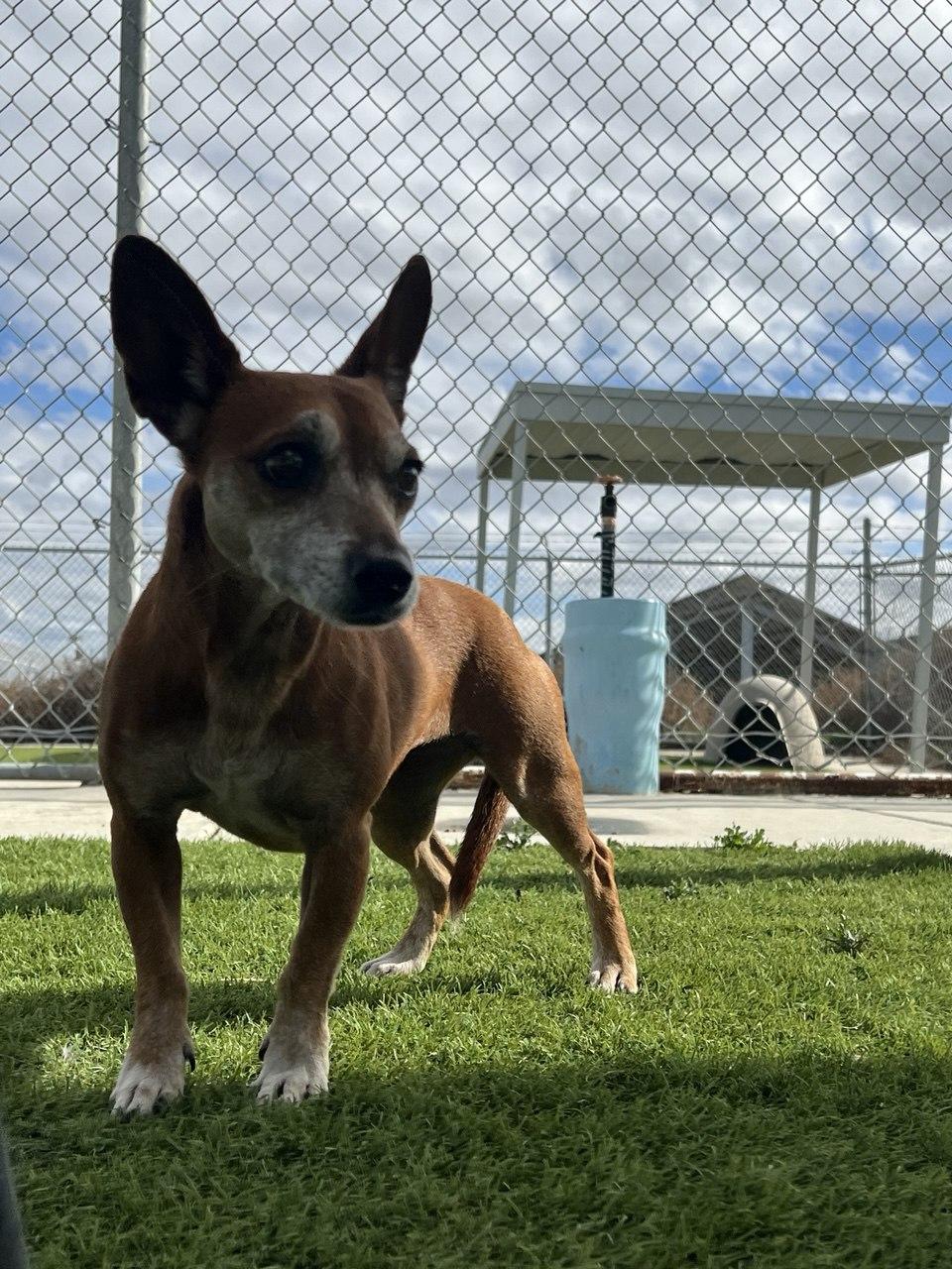 Dog for adoption - KRISTI (Available February 14th, 2025), a Chihuahua ...