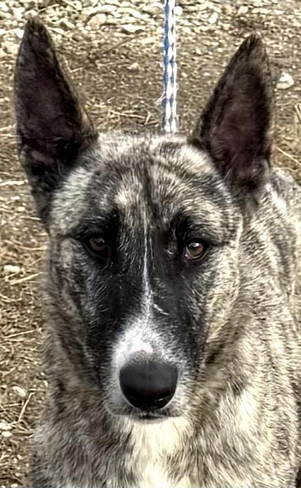 Dog for adoption - Stormie, a Bull Terrier & Cardigan Welsh Corgi Mix ...