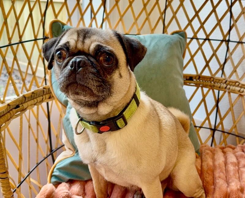 Dog for adoption - Coco, a Pug in Indianapolis, IN | Petfinder