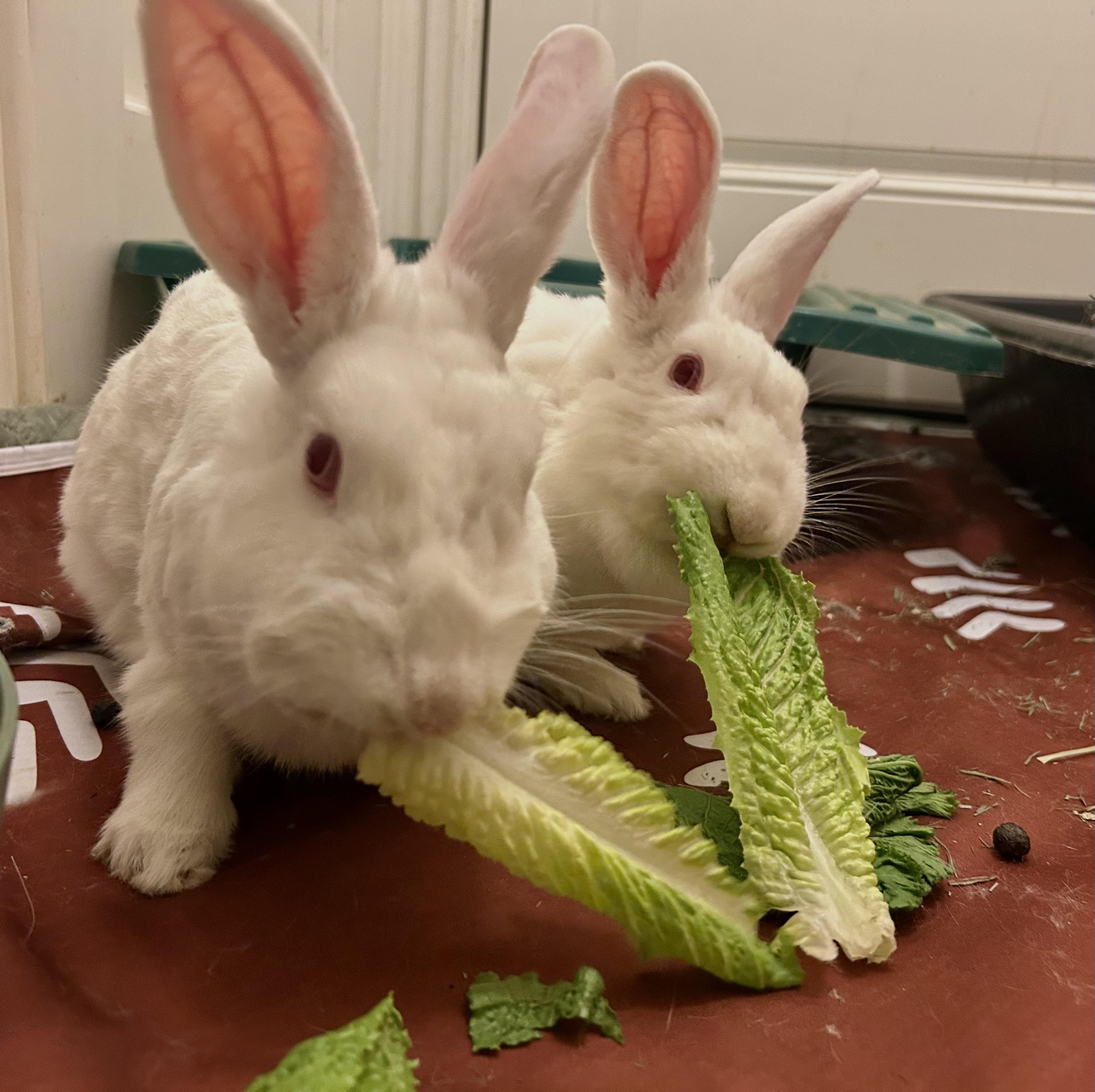 Rabbit for adoption - Tori and Taffy (male/female bonded pair), a New ...