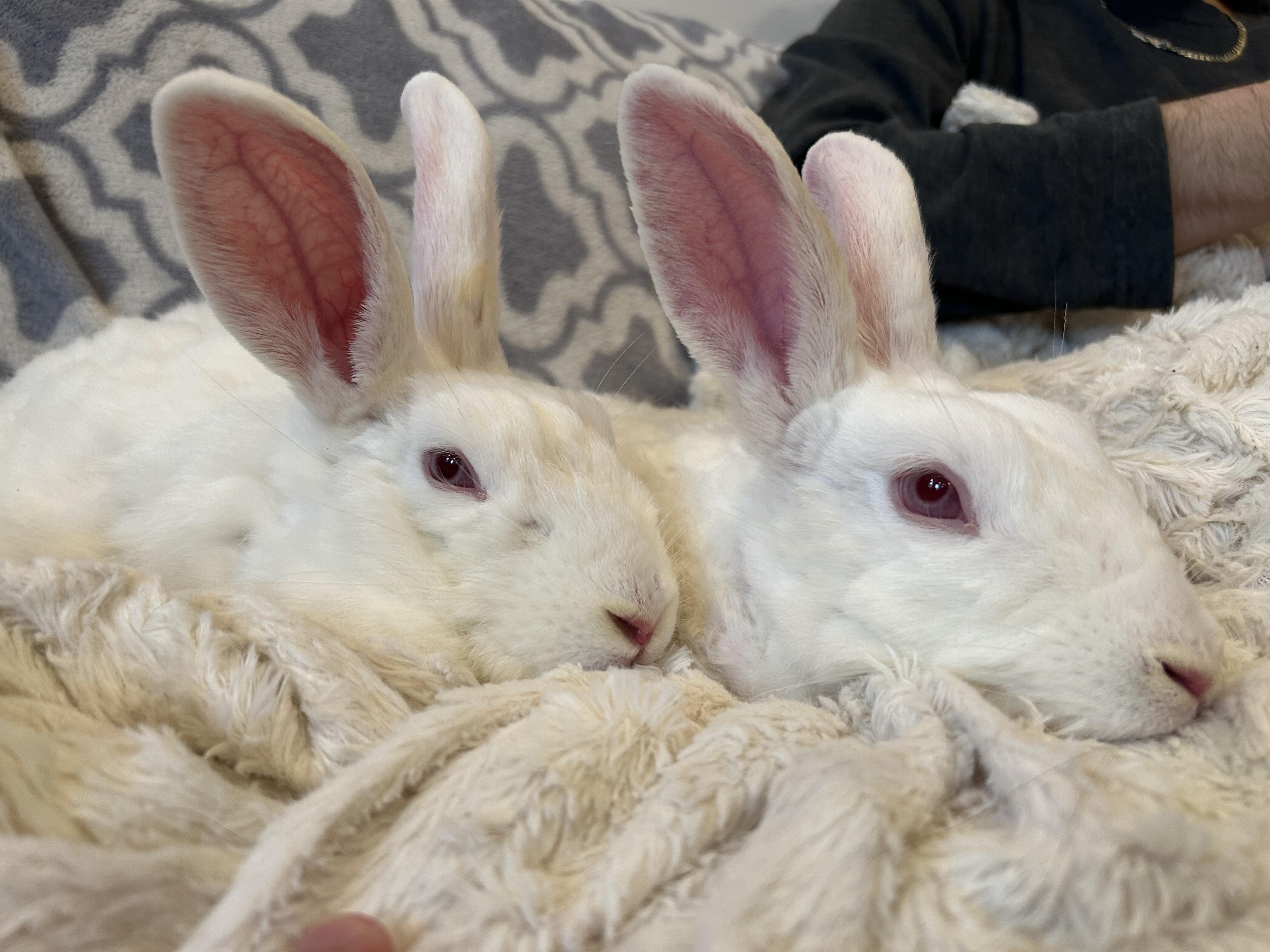 Rabbit for adoption - Tori and Taffy (male/female bonded pair), a New ...