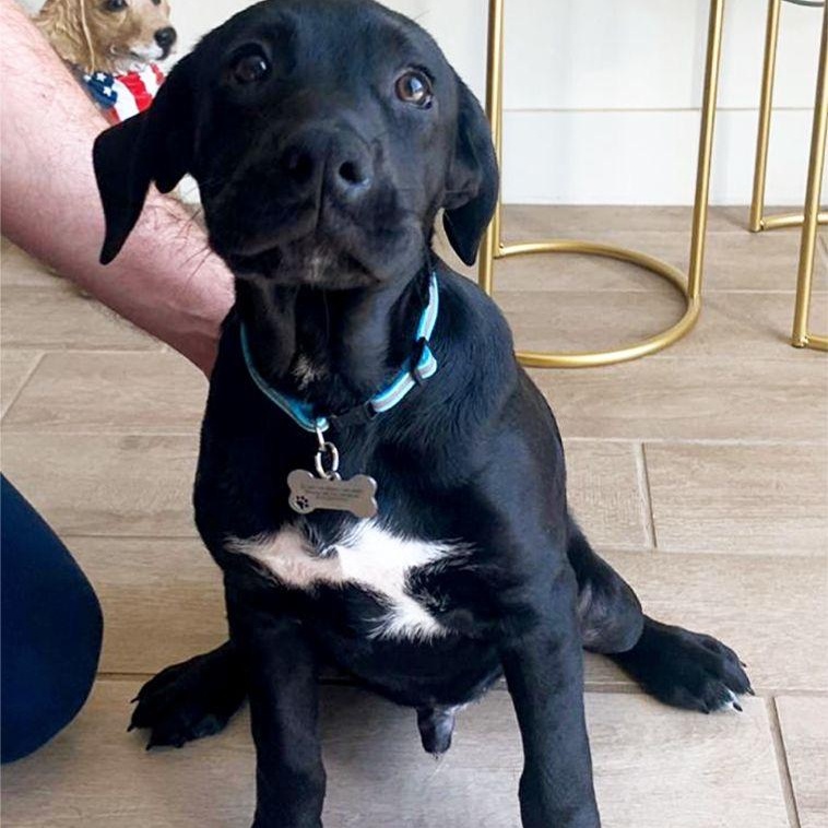 Dog for adoption - Mr. Cuddly Milo, a Labrador Retriever & Husky Mix in ...