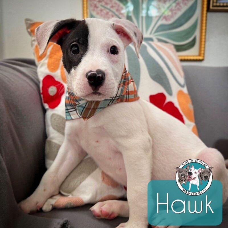 Dog for adoption - Hawk Sparrow, a Pit Bull Terrier & Labrador ...