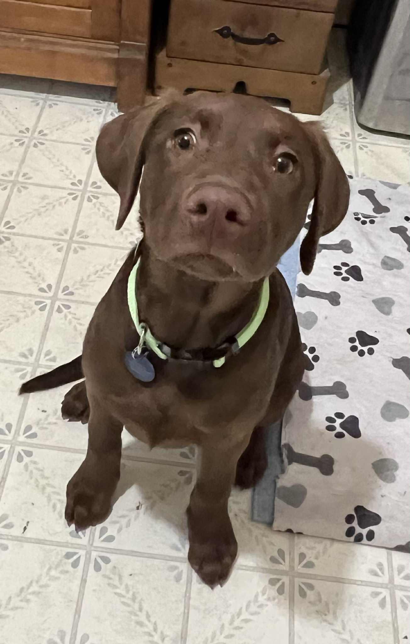 Dog for adoption - Dove, a Labrador Retriever in Cedar Rapids, IA ...