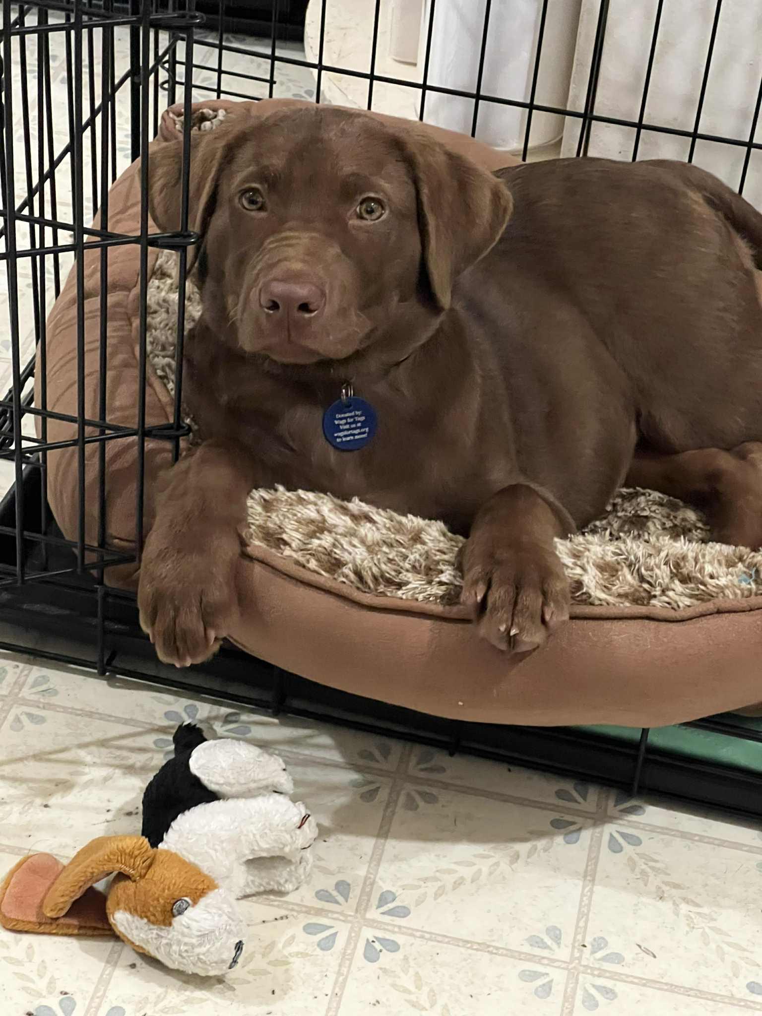 Dog for adoption - Dove, a Labrador Retriever in Cedar Rapids, IA ...