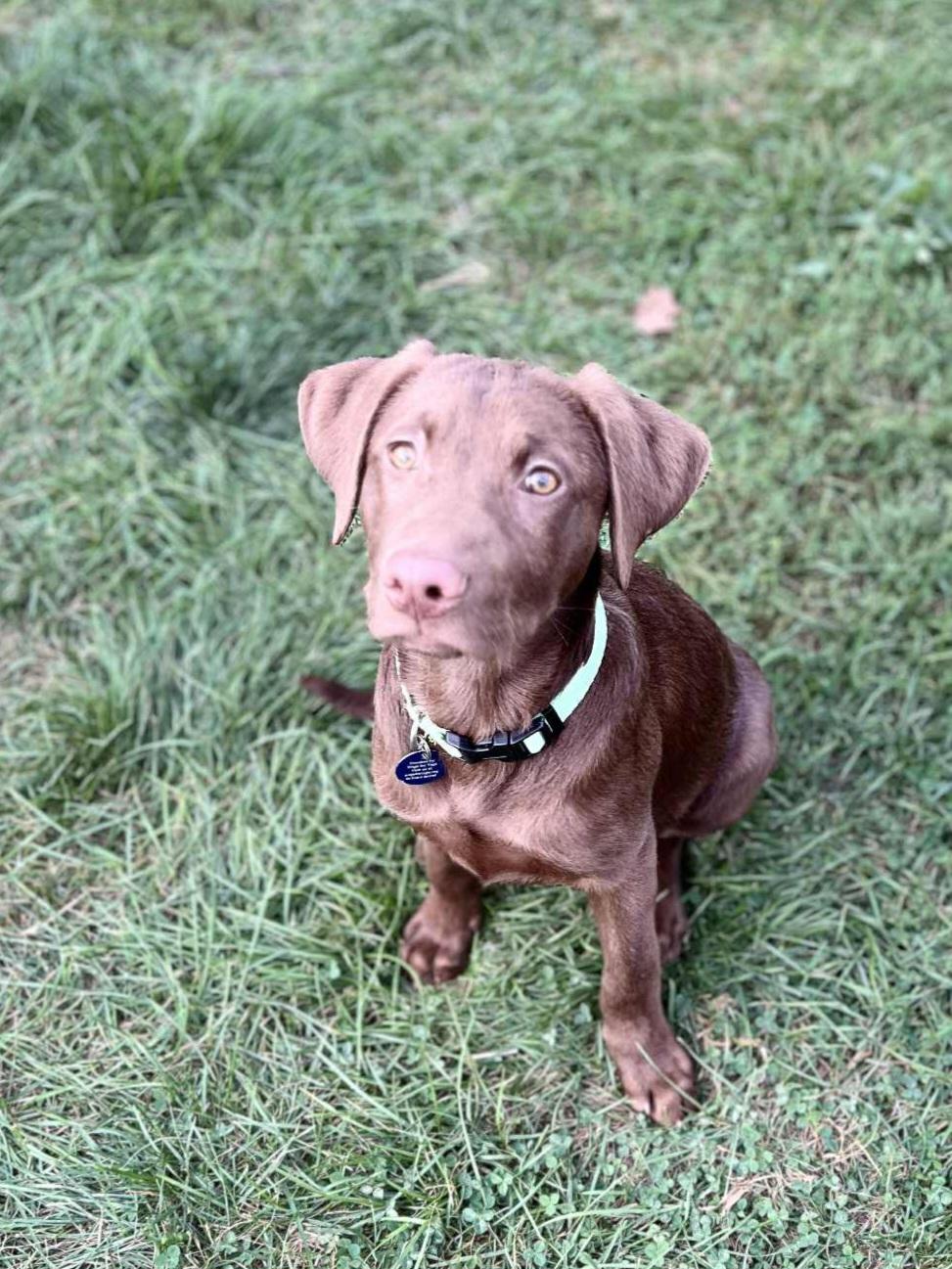 Dog for adoption - Dove, a Labrador Retriever in Cedar Rapids, IA ...