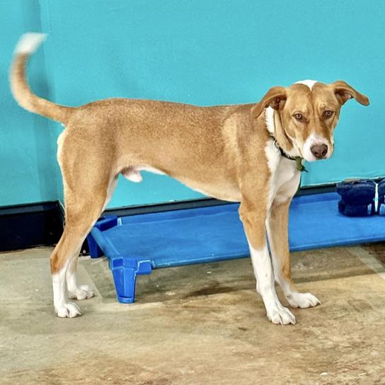 Dog for adoption - Chance, a Mixed Breed in Albany, NY | Petfinder