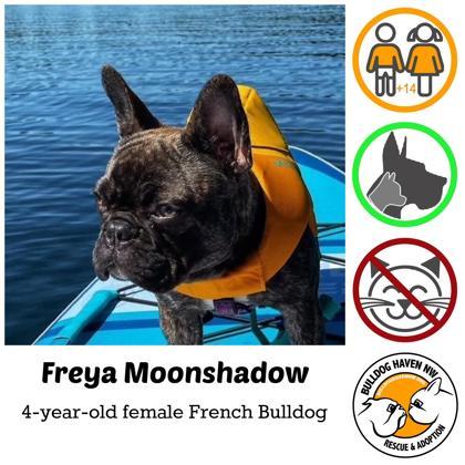 Dog for adoption - FREYA MOONSHADOW, a French Bulldog in Bonney Lake ...