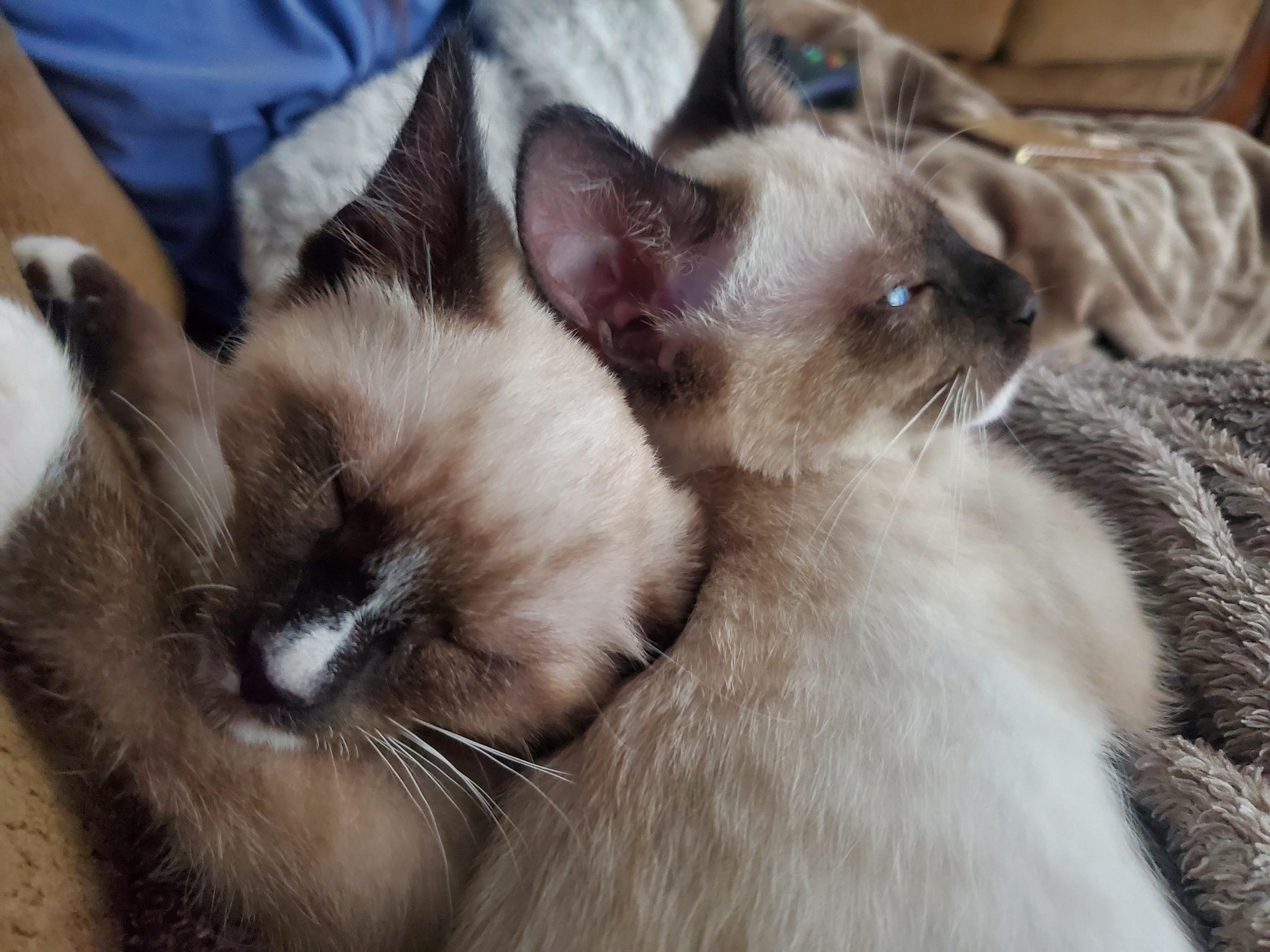 Cat for adoption - Bert & Ernie, a Siamese & Snowshoe Mix in Charlotte ...