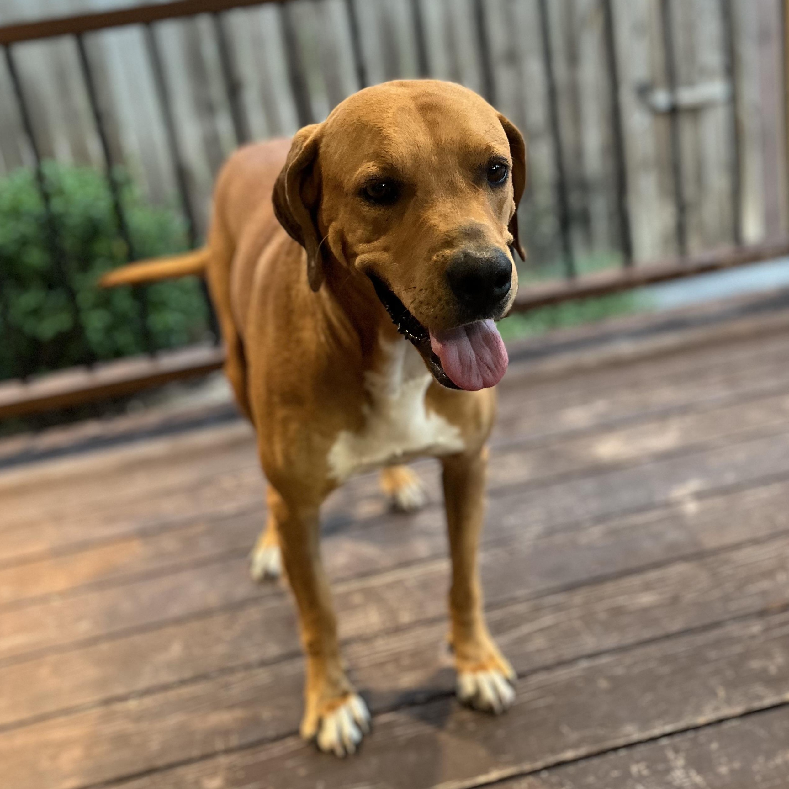 Dog for adoption - Ruby Red, a Rhodesian Ridgeback in New Haven, CT ...