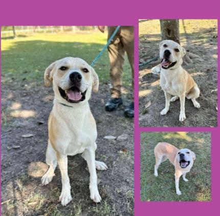 Dog for adoption - Lilly, a Labrador Retriever Mix in Harrison, NY ...