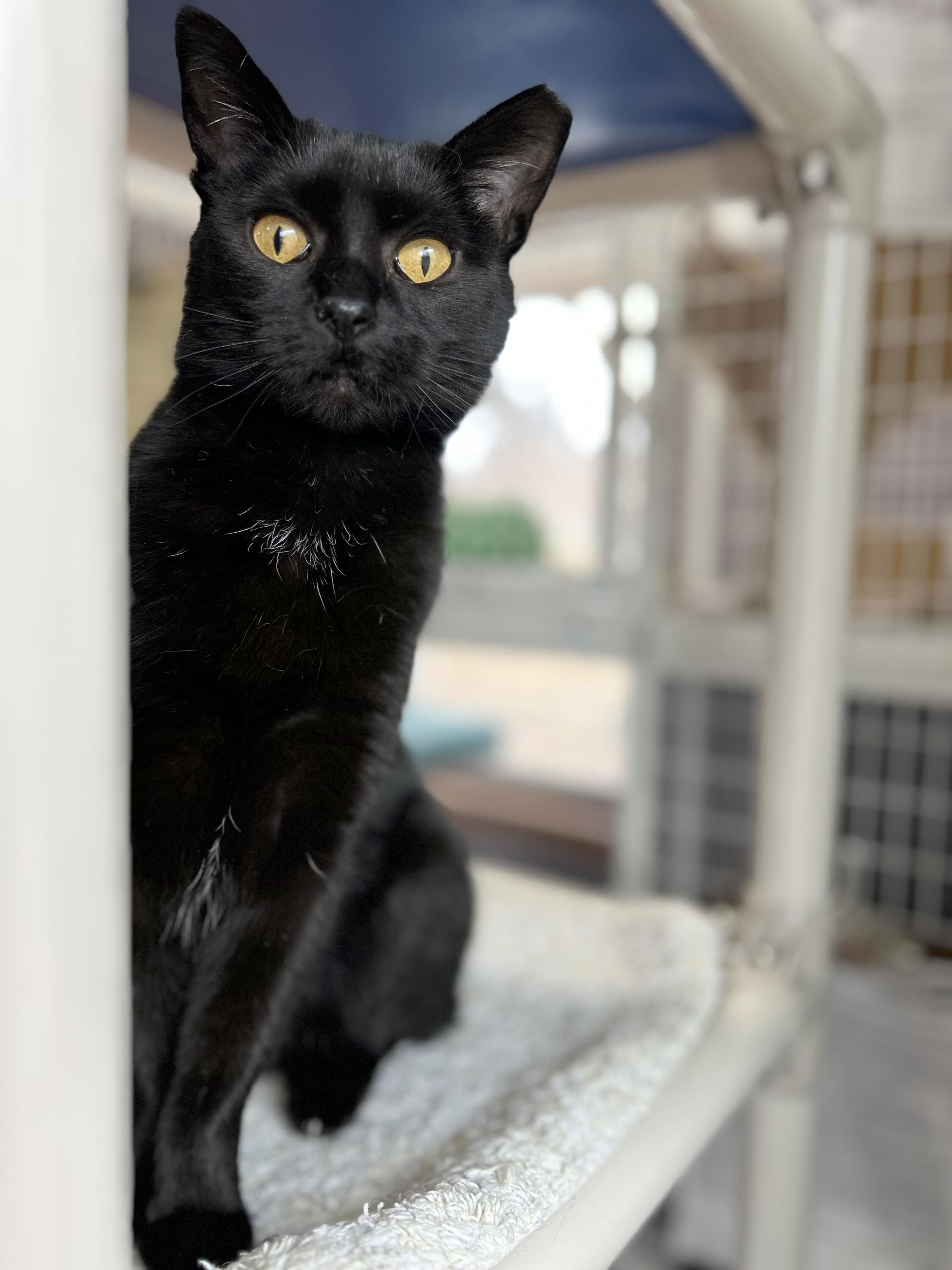 Beverly - Adoptable Pet | Petfinder | Petfinder