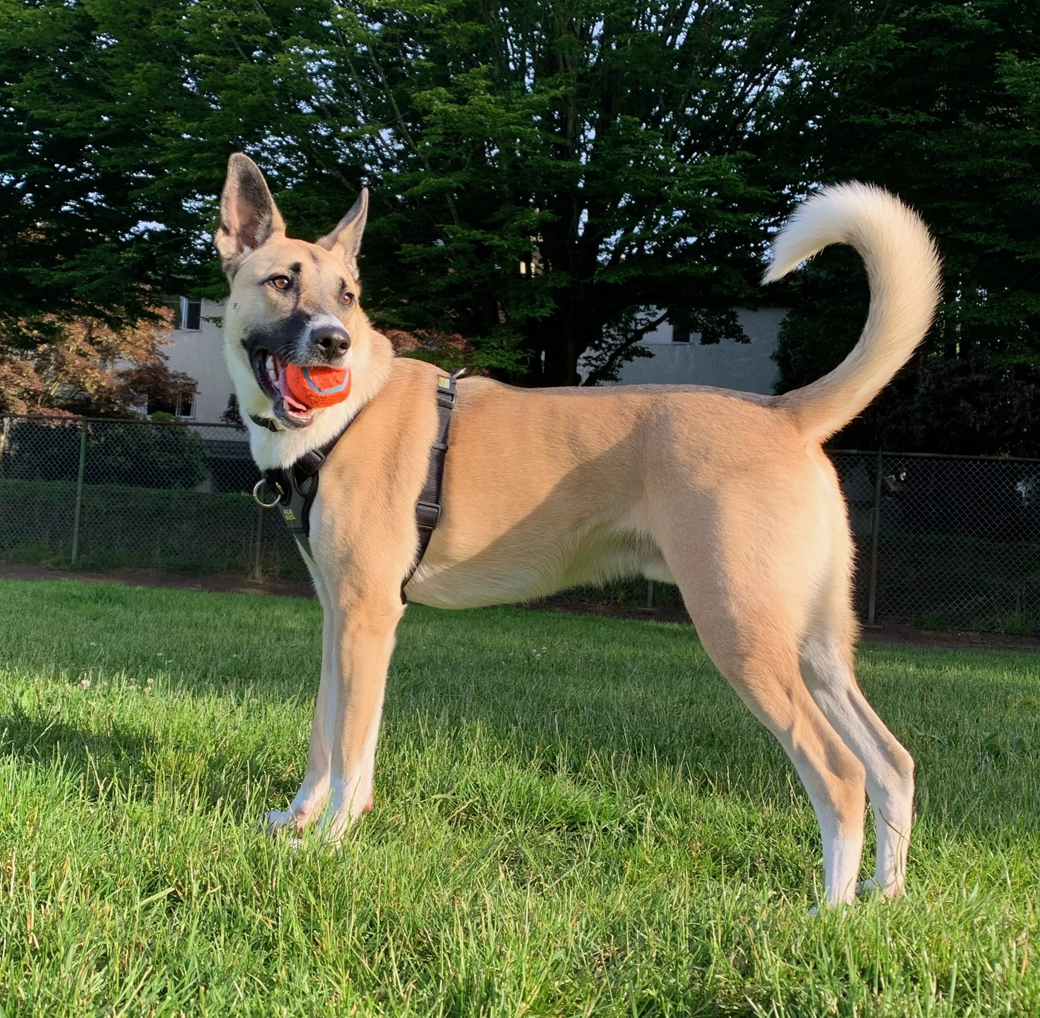 Dog for adoption - Ilo, a Belgian Shepherd / Malinois Mix in Victoria ...