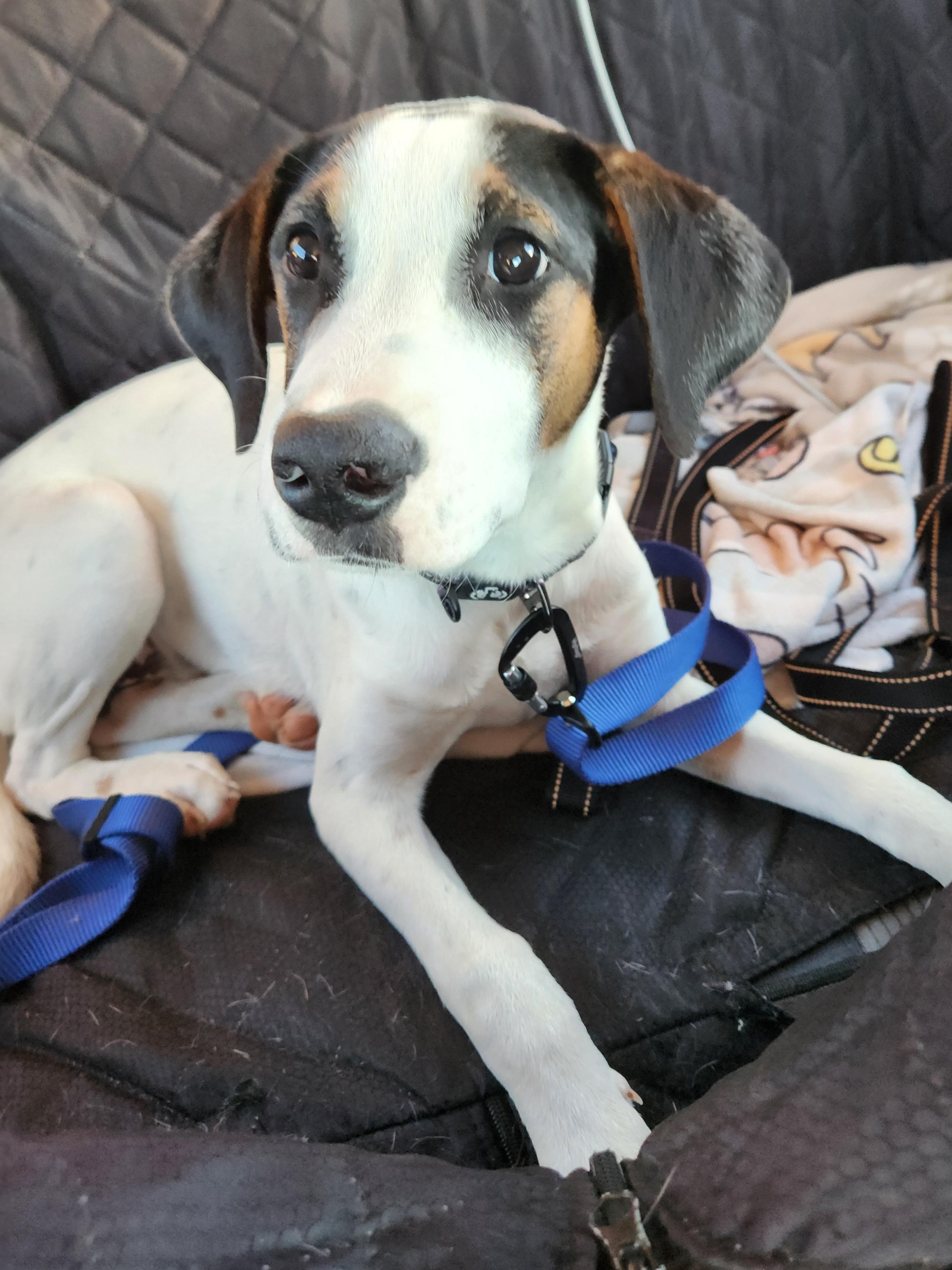 Dog for adoption - Solo, an English Pointer & Doberman Pinscher Mix in ...