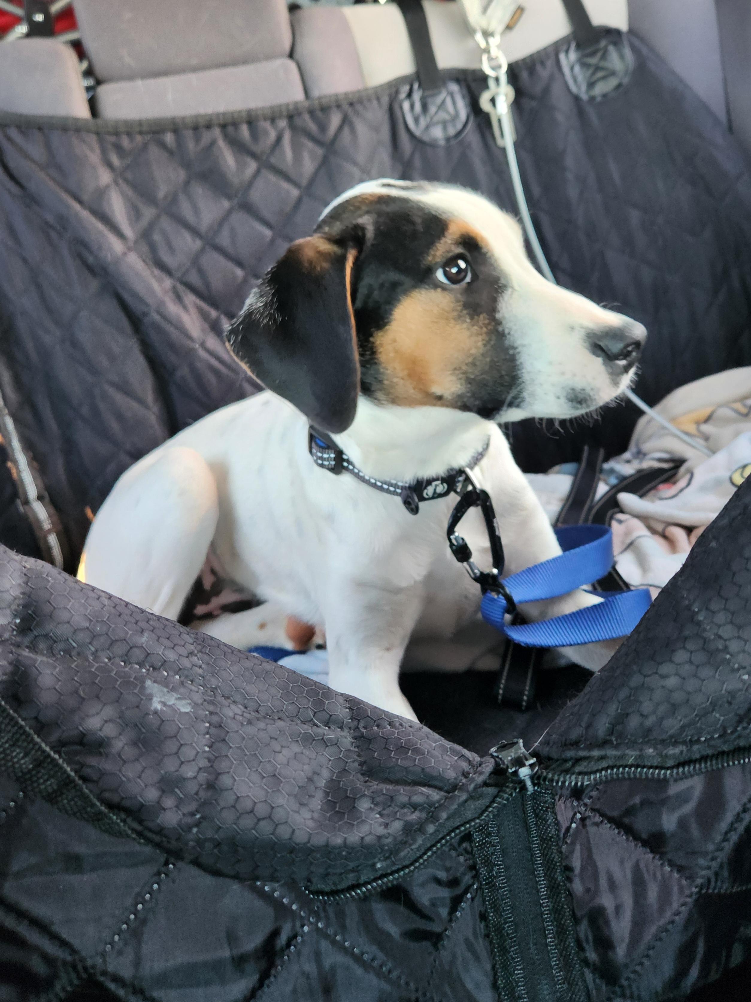 Dog for adoption - Solo, an English Pointer & Doberman Pinscher Mix in ...