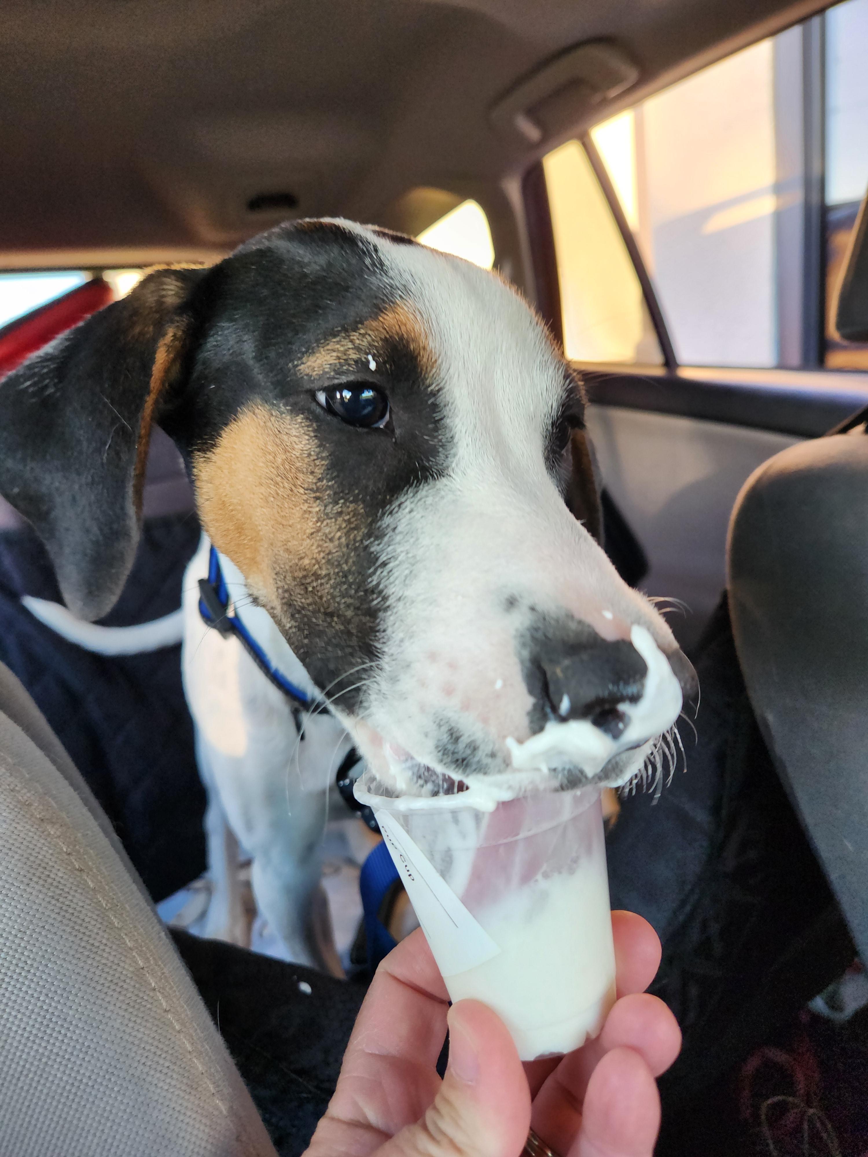 Dog for adoption - Solo, an English Pointer & Doberman Pinscher Mix in ...