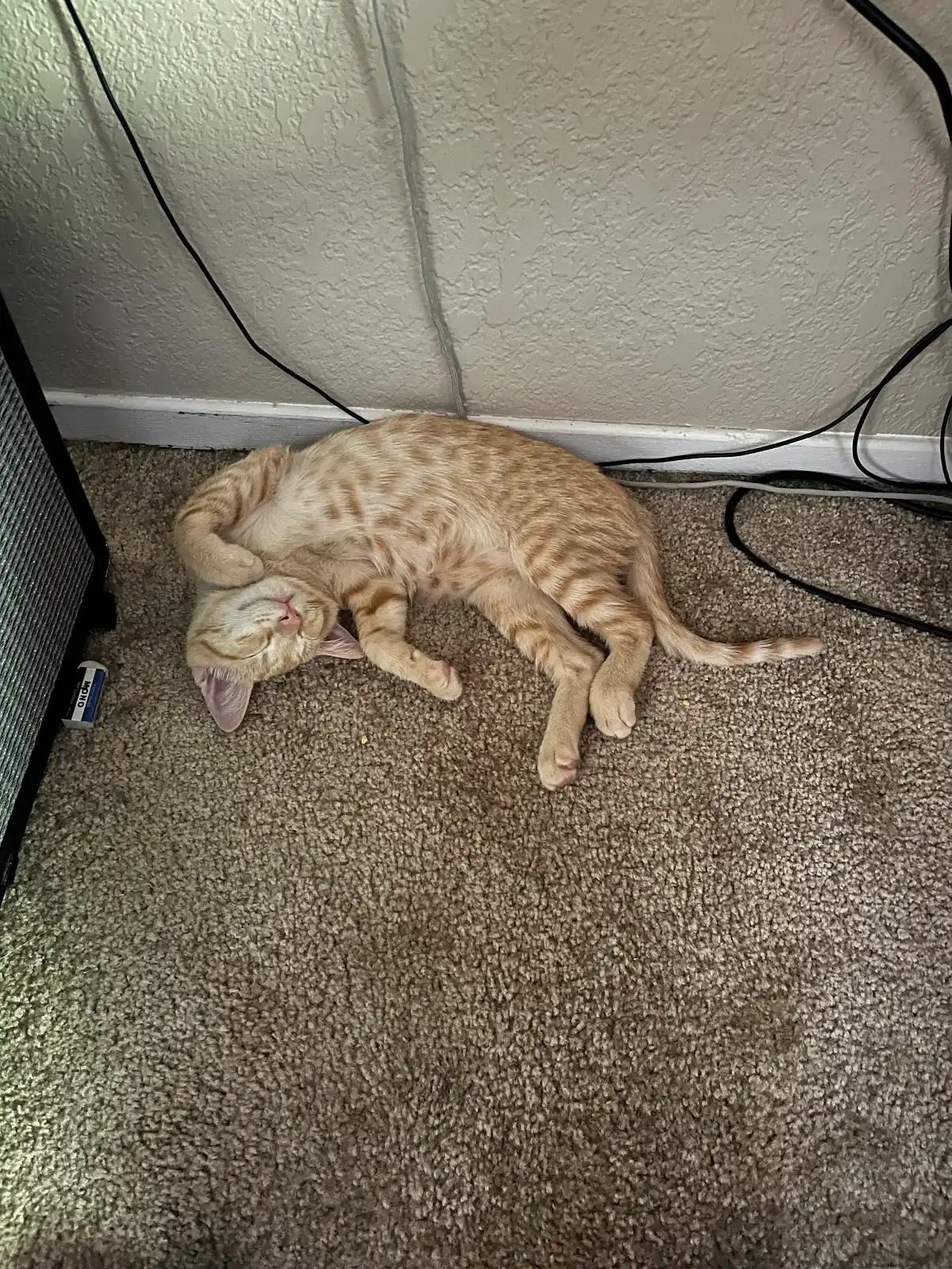 Cat for adoption - Mel, a Domestic Short Hair in Davis, CA | Petfinder
