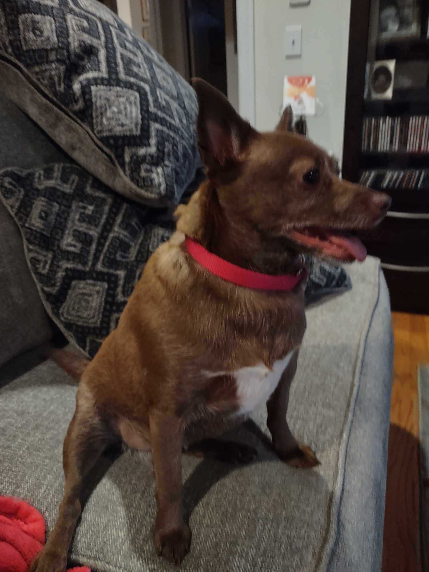 Dog for adoption - Dakota (D1948), a Chihuahua Mix in Hayes, VA | Petfinder