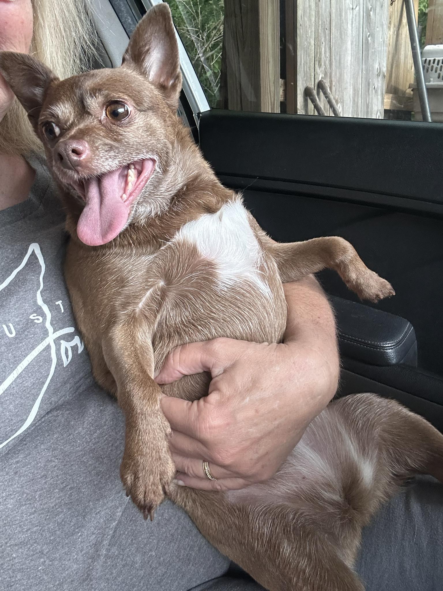 Dog for adoption - Dakota (D1948), a Chihuahua Mix in Hayes, VA | Petfinder
