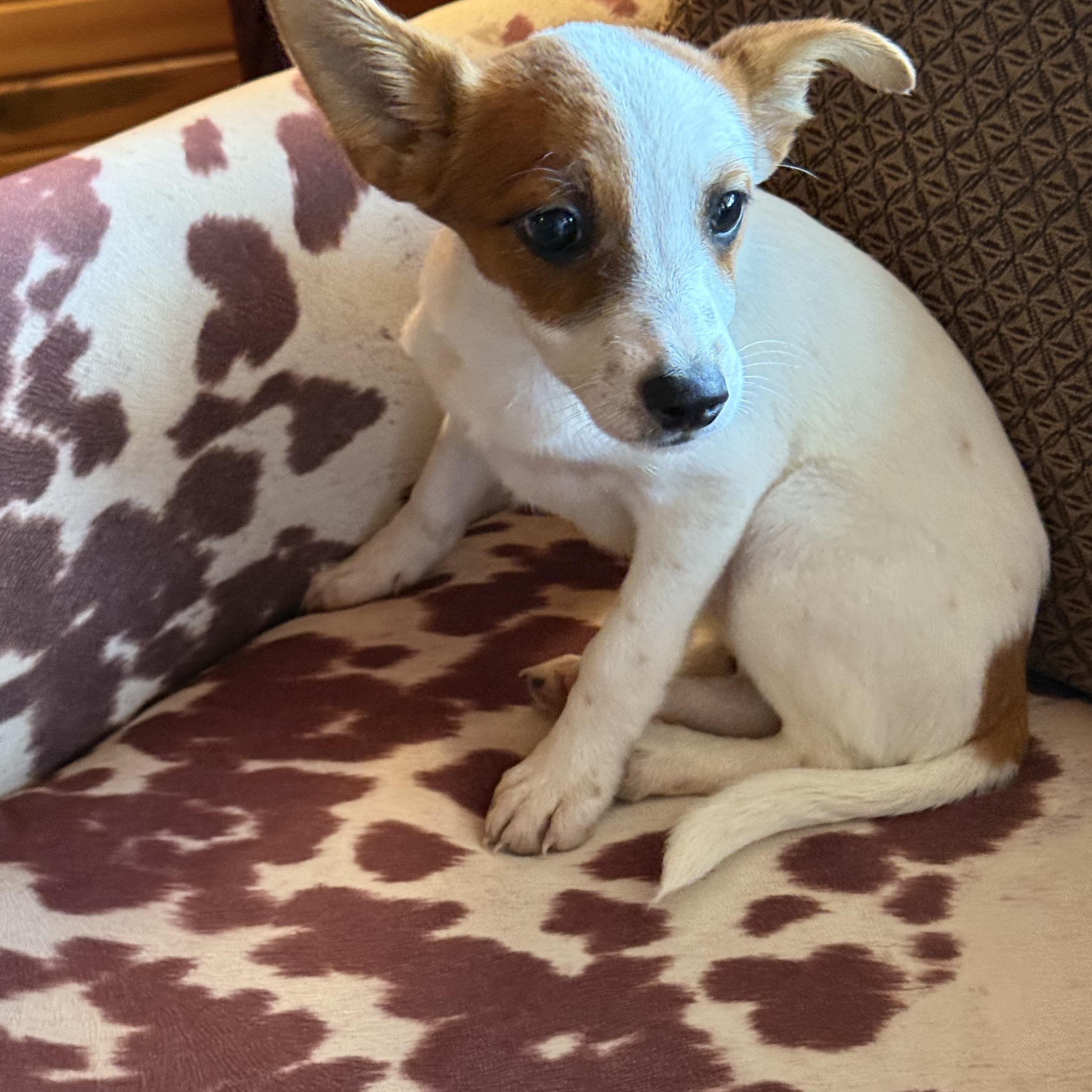 Dog for adoption - Poppy, a Rat Terrier & Jack Russell Terrier Mix in ...