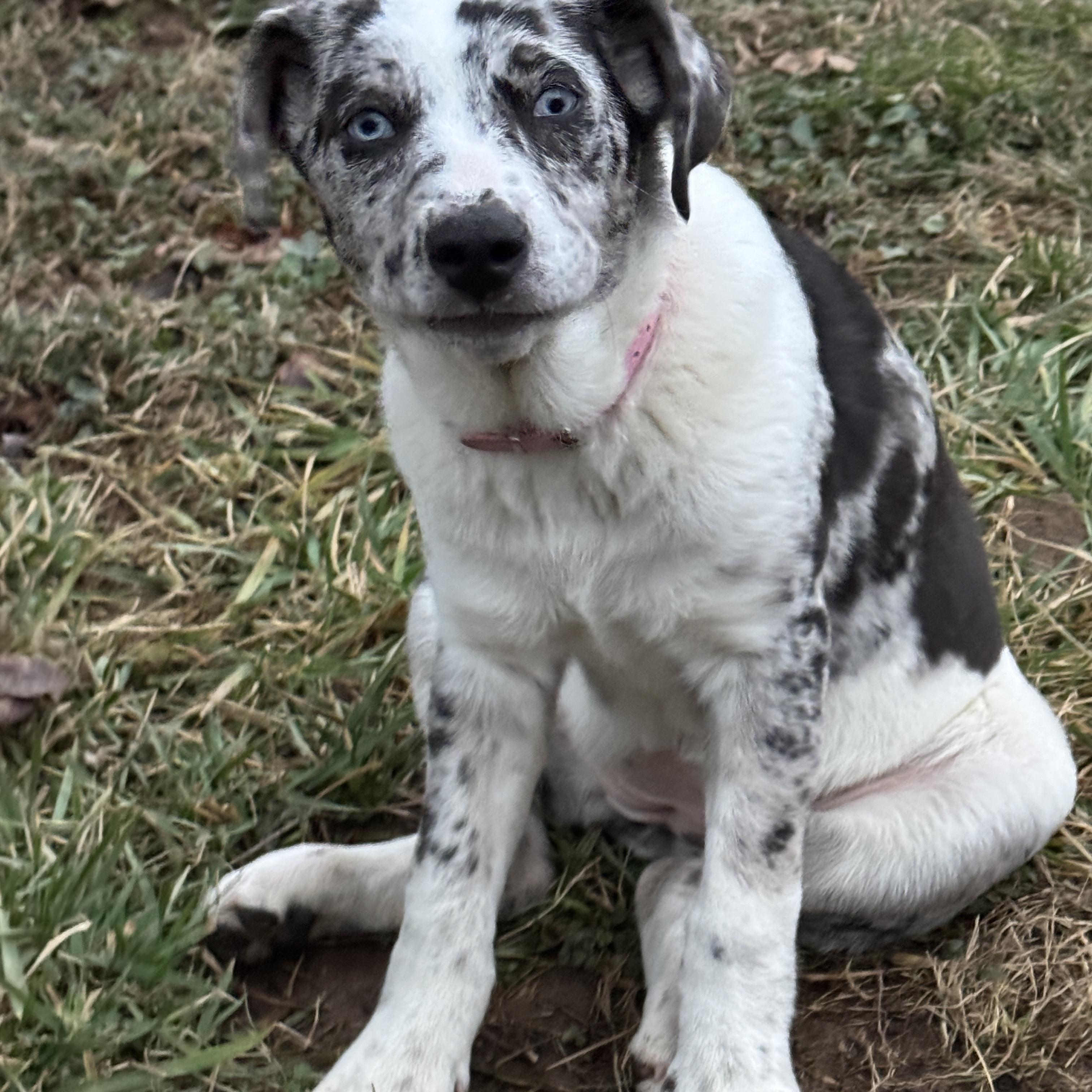 Dog for adoption - Hattie (Mississippi litter), a Catahoula Leopard Dog ...