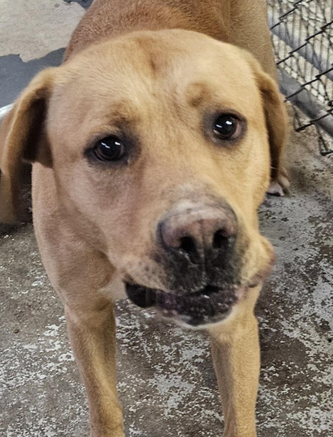 Dog for adoption - Bolo HOLD, a Retriever in Canton, OH | Petfinder