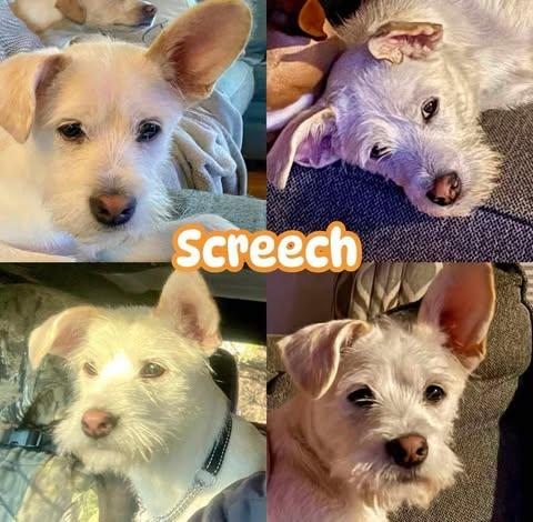 Dog for adoption - Screech, a Schnauzer Mix in Ringwood, NJ | Petfinder