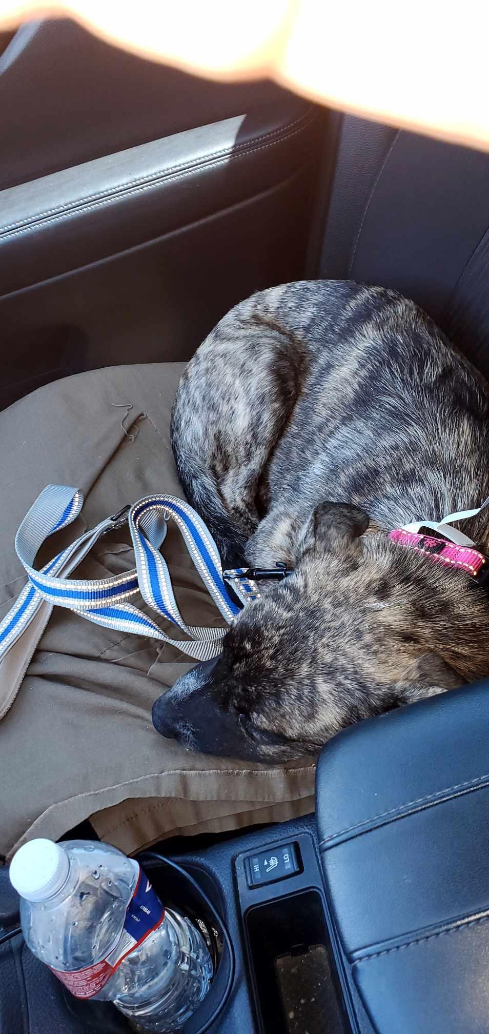 Dog for adoption - Basil, an Australian Cattle Dog / Blue Heeler Mix in ...