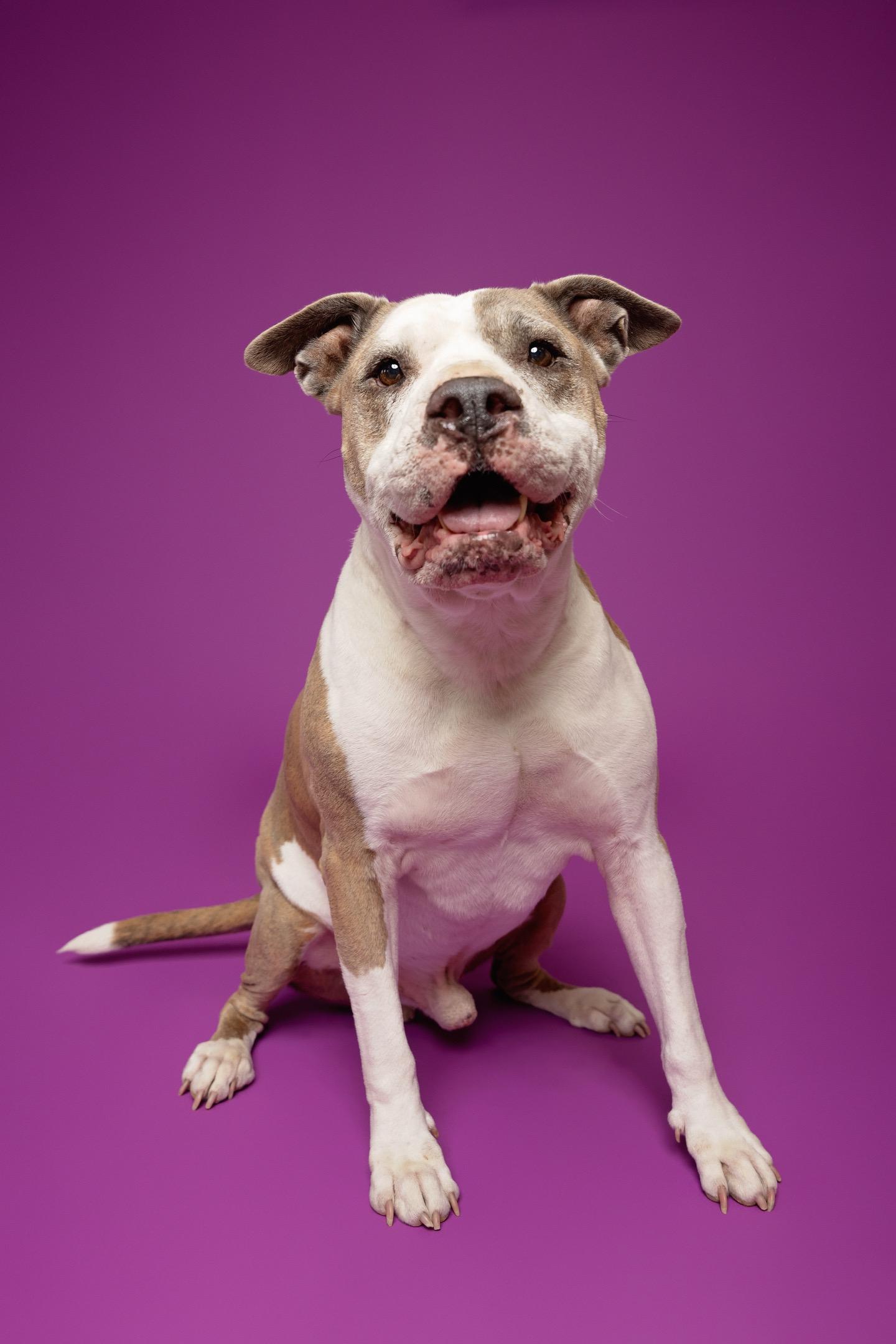 Dog for adoption - Roberto, a Pit Bull Terrier & American Staffordshire ...