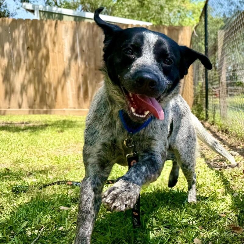 Dog for adoption - Bluey Bluebonnet, an Australian Cattle Dog / Blue ...