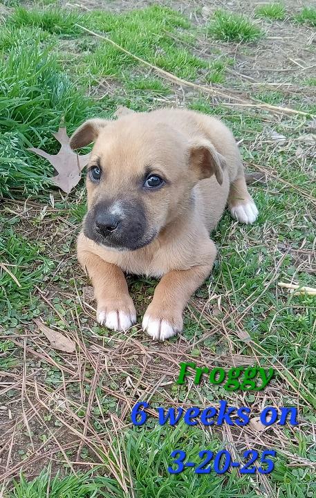 Dog for adoption - Frogger, a Chihuahua Mix in Pine Bluff, AR | Petfinder