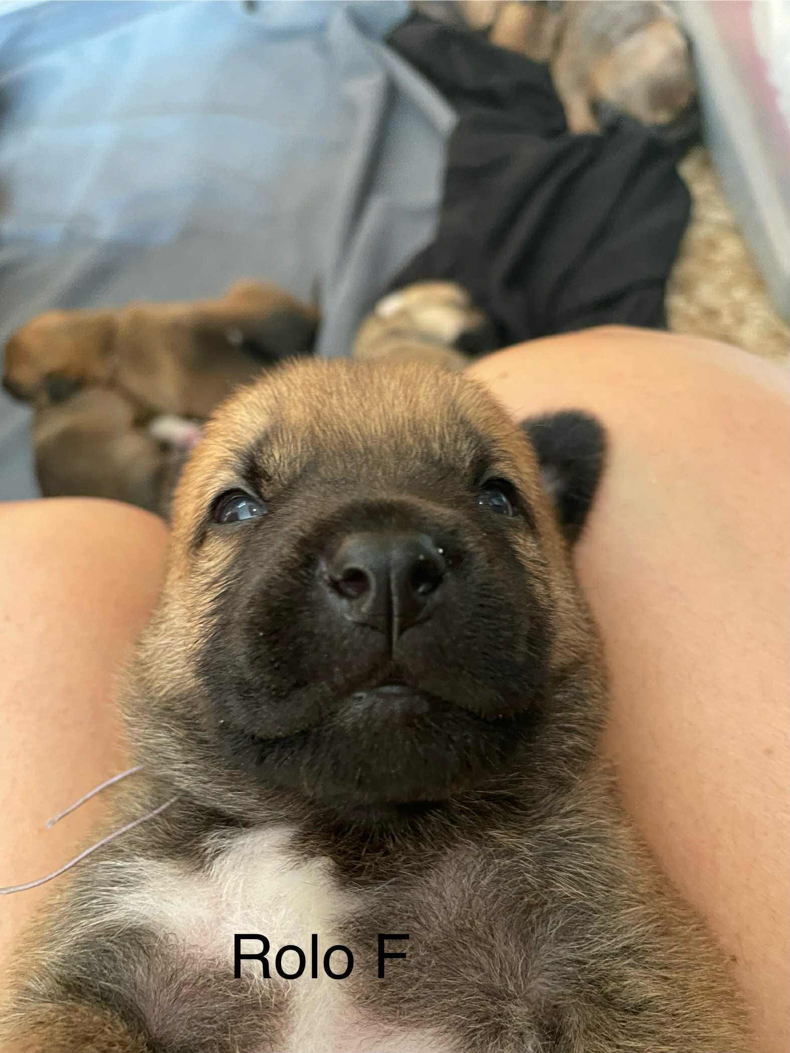 Dog for adoption - Rolo, a Mixed Breed in Manhattan, KS | Petfinder