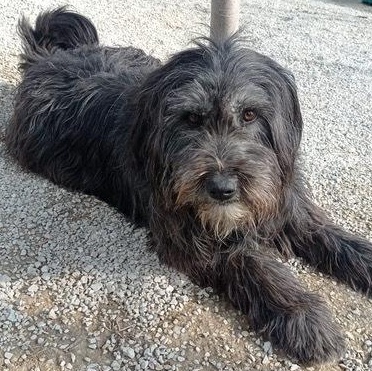 Dog for adoption - Ms. Gorgeous Orzo, a Poodle & Tibetan Terrier Mix in ...